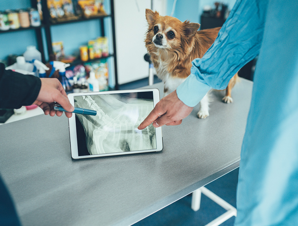 Animal Hospital in Stuart, FL | Claunch Animal Hospital